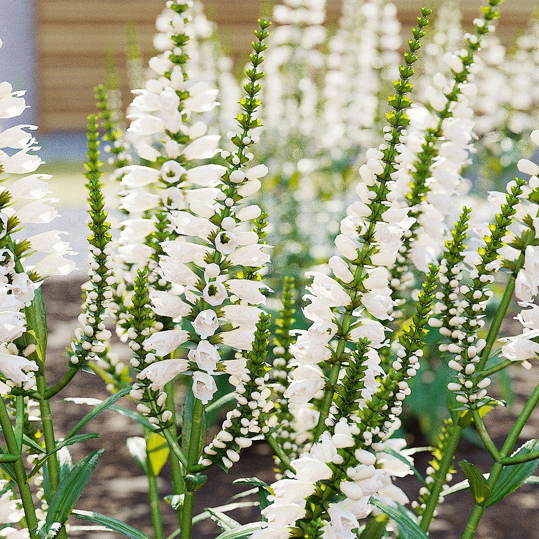 3D Model Physostegia Virginiana Flower - TurboSquid 2138788