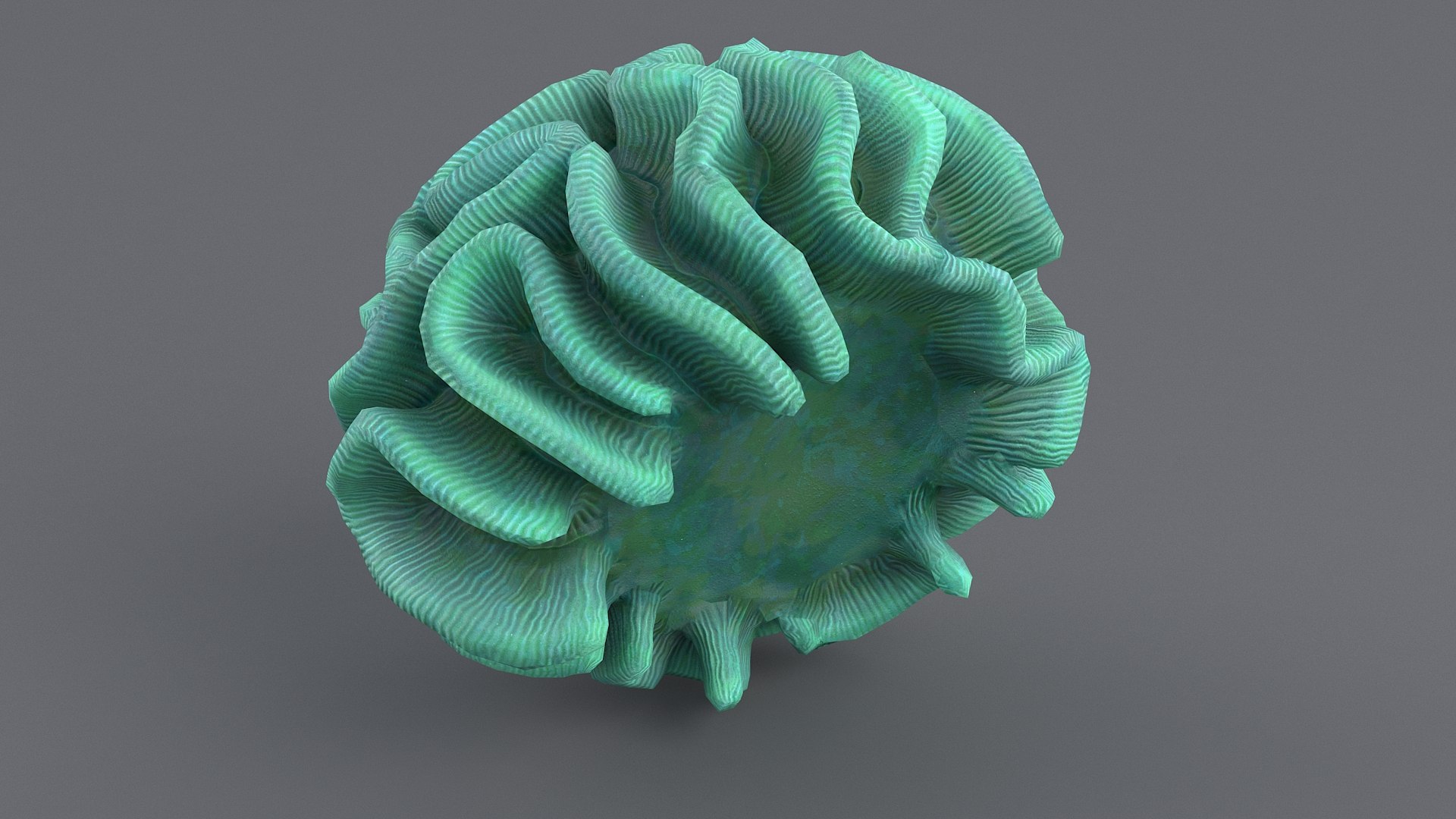 Pectinia Coral 3D Model - TurboSquid 1478386