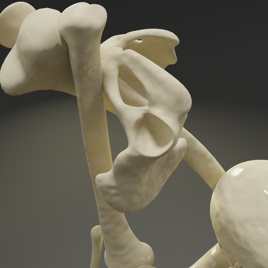 Letter M Bones Skeleton 3D Model - TurboSquid 1547510