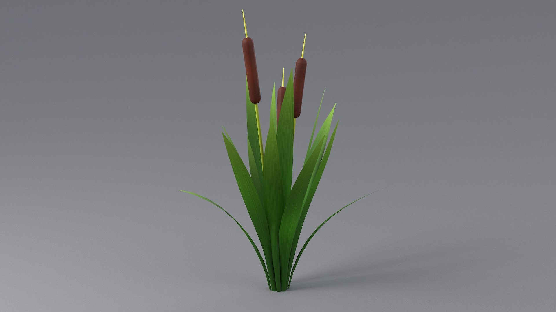 Cartoon Cattail 06 3D Model - TurboSquid 1936196