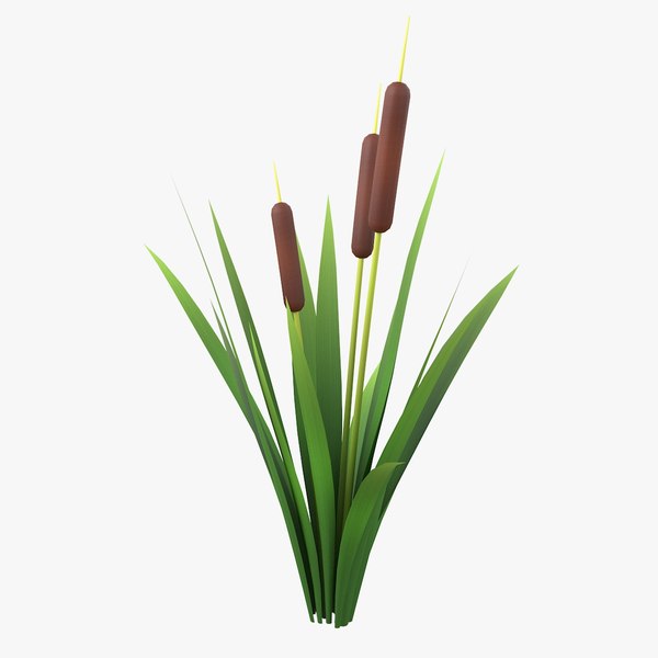 Cartoon Cattail 06 3D model - TurboSquid 1936196