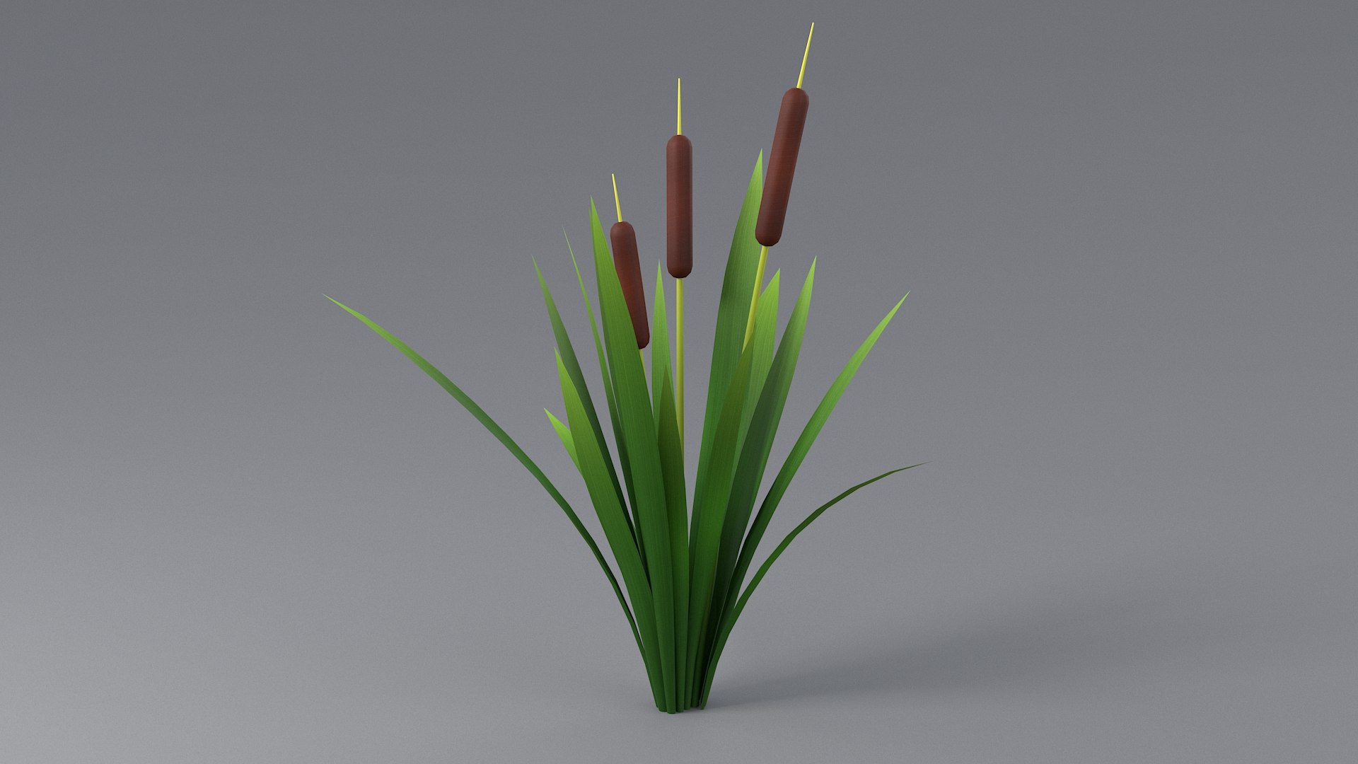 Cartoon Cattail 06 3D model - TurboSquid 1936196