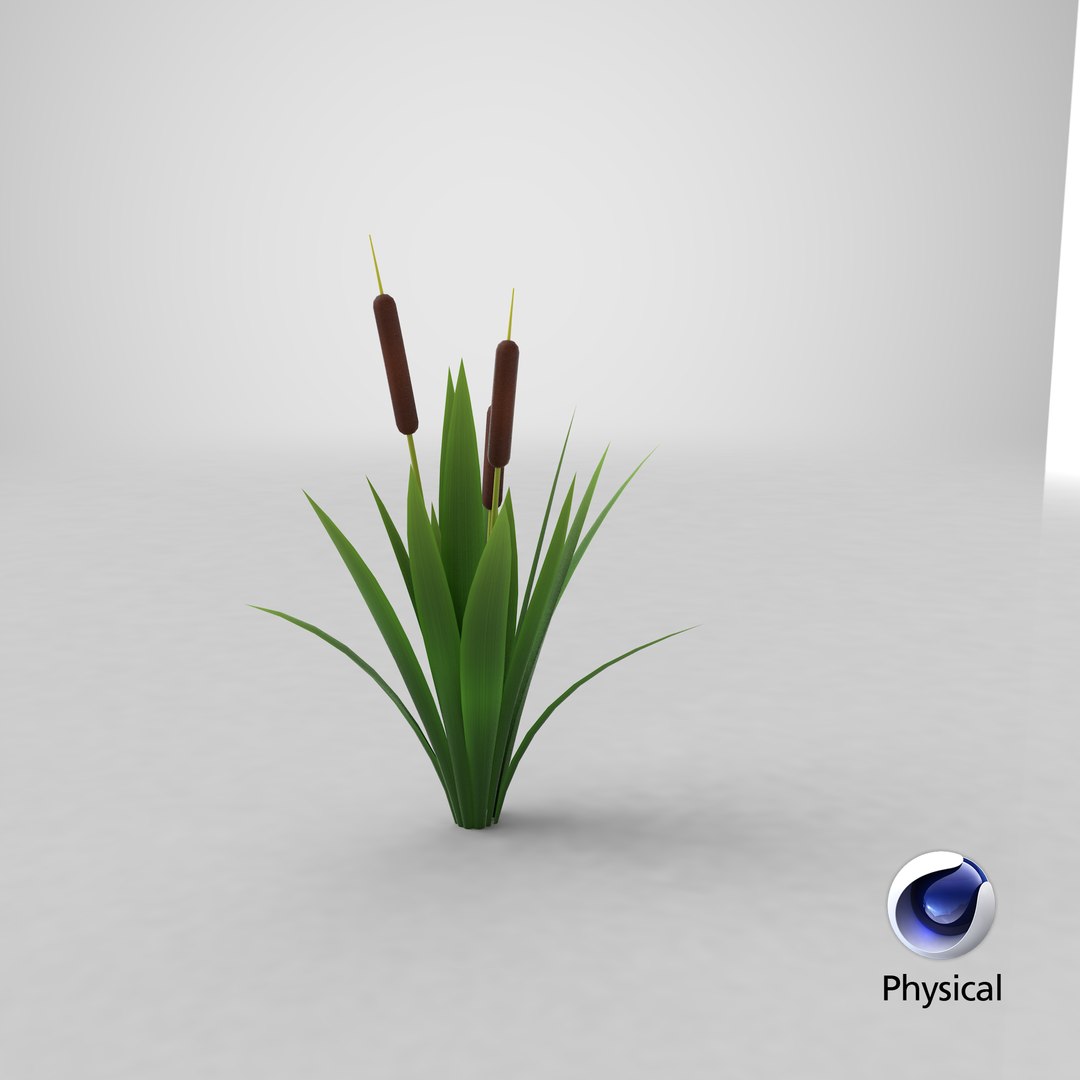 Cartoon Cattail 06 3D Model - TurboSquid 1936196