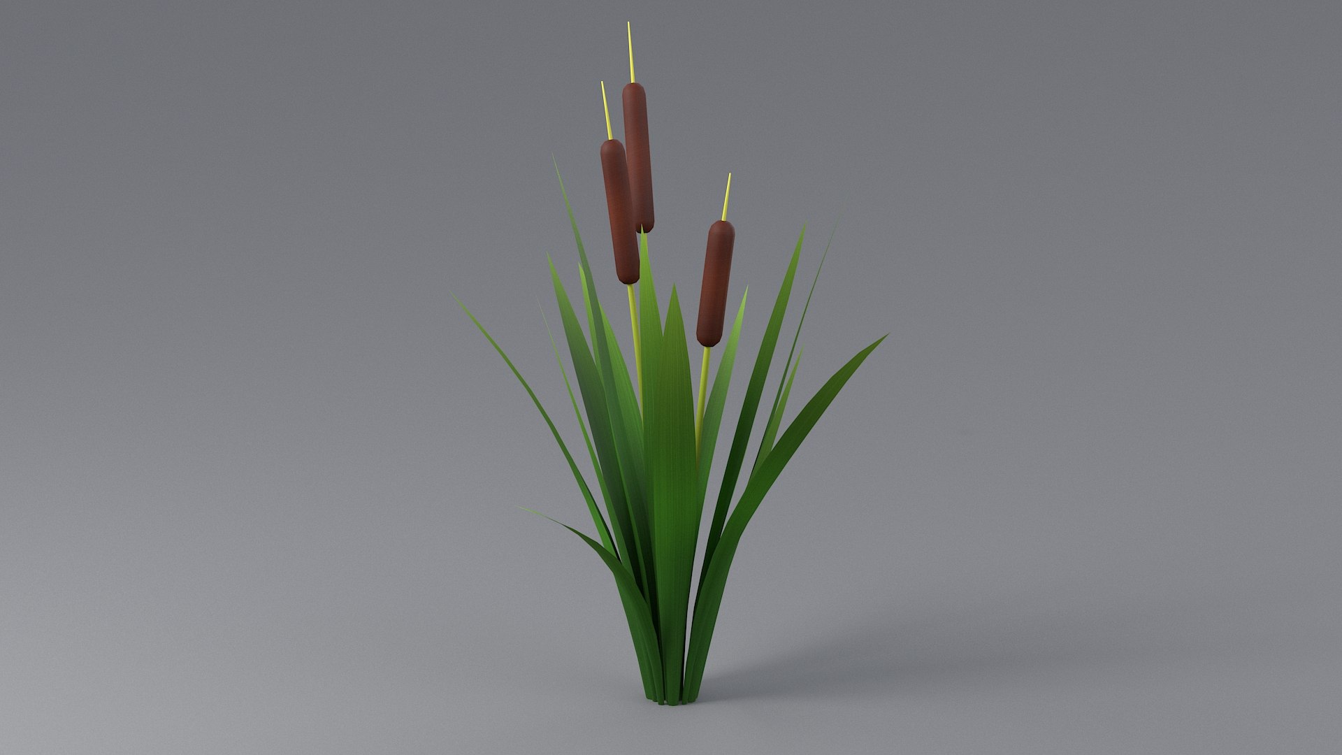 Cartoon Cattail 06 3D Model - TurboSquid 1936196