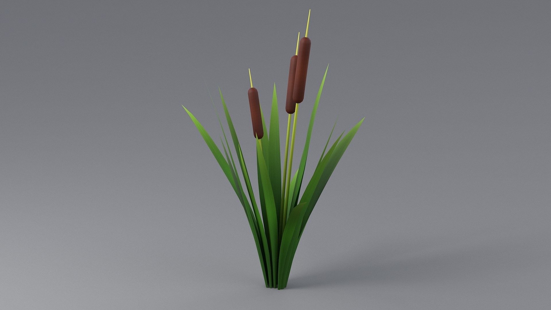 Cartoon Cattail 06 3D Model - TurboSquid 1936196