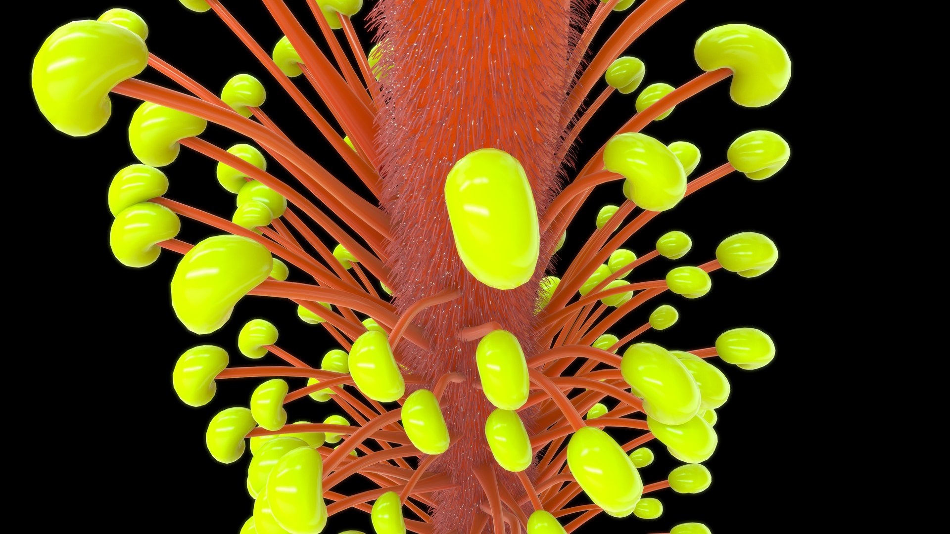 3D Monadelphous Stamens - TurboSquid 2207006