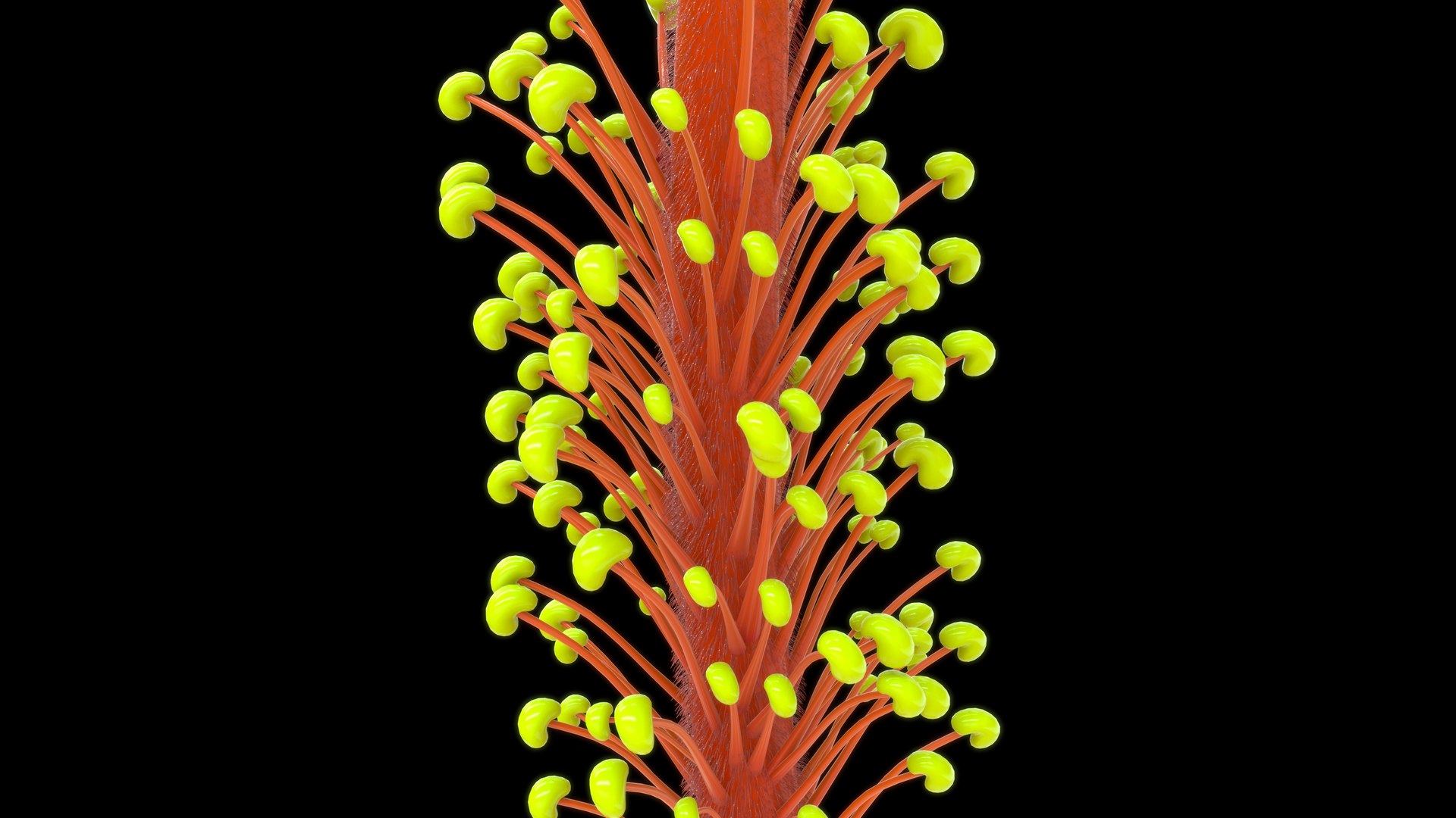 3D Monadelphous Stamens - TurboSquid 2207006