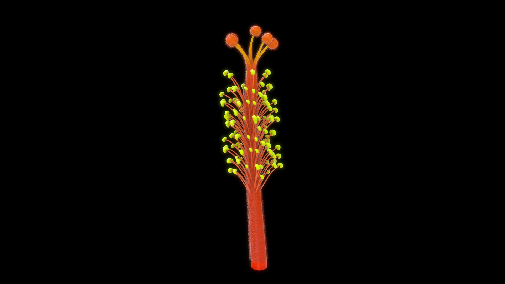 3D Monadelphous Stamens - TurboSquid 2207006