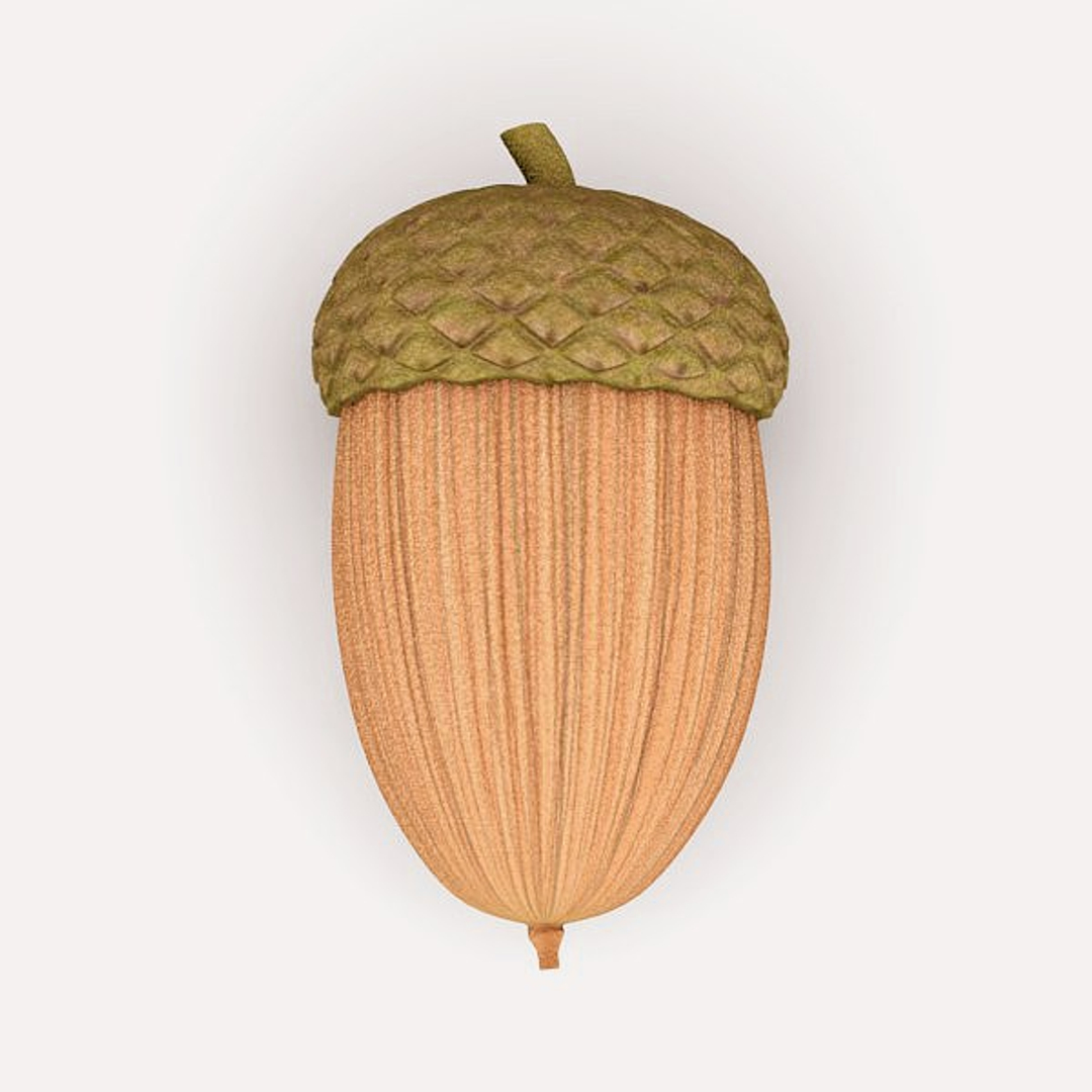 acorn 3d obj