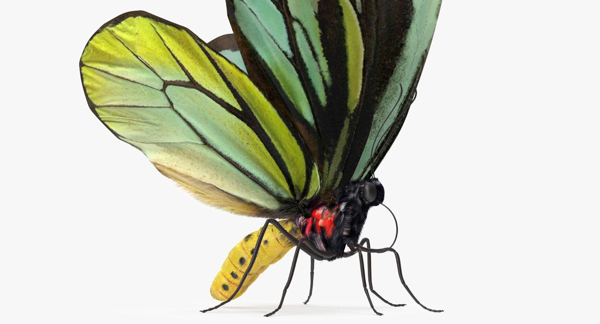 3D Queen Alexandras Birdwing Butterfly Model - TurboSquid 1165911