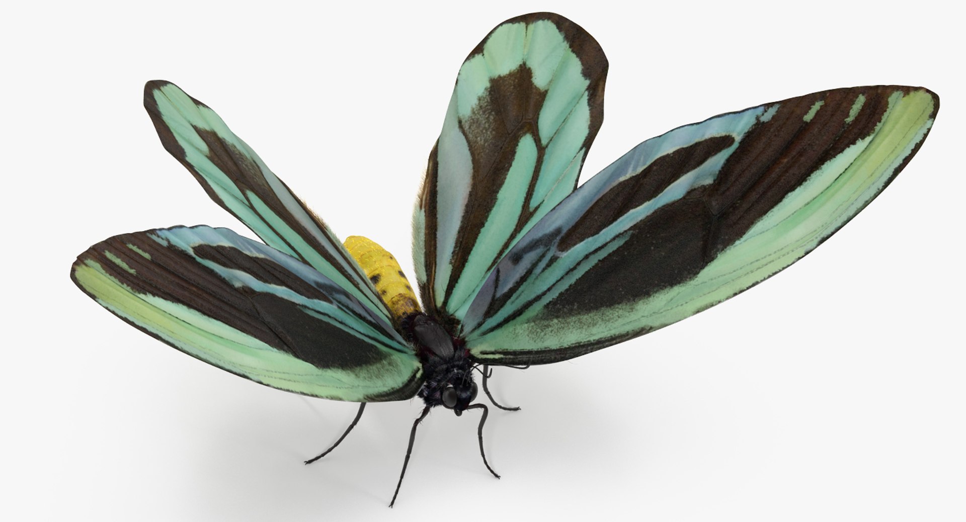 3D Queen Alexandras Birdwing Butterfly Model - TurboSquid 1165911