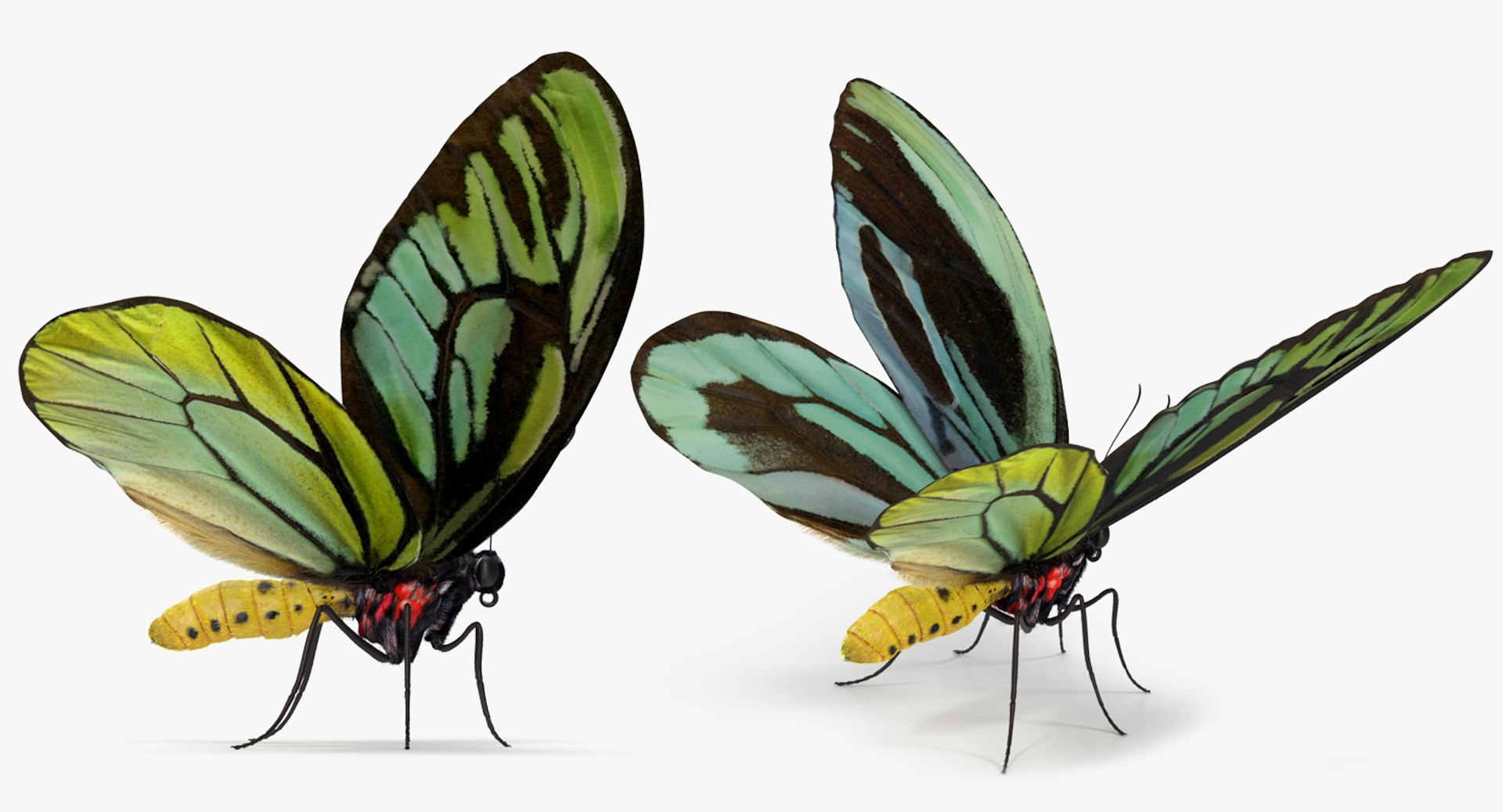 3D Queen Alexandras Birdwing Butterfly Model - TurboSquid 1165911