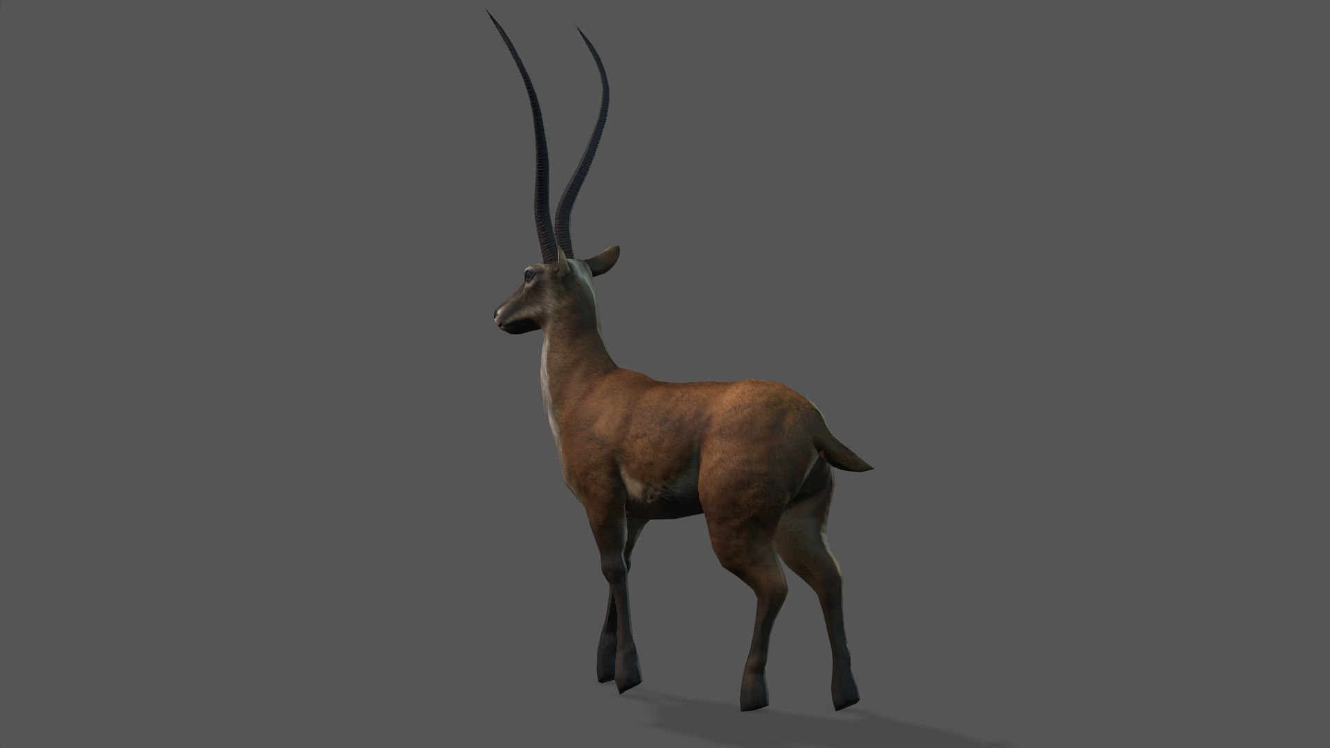3D Antelope-01 Model - TurboSquid 1938400
