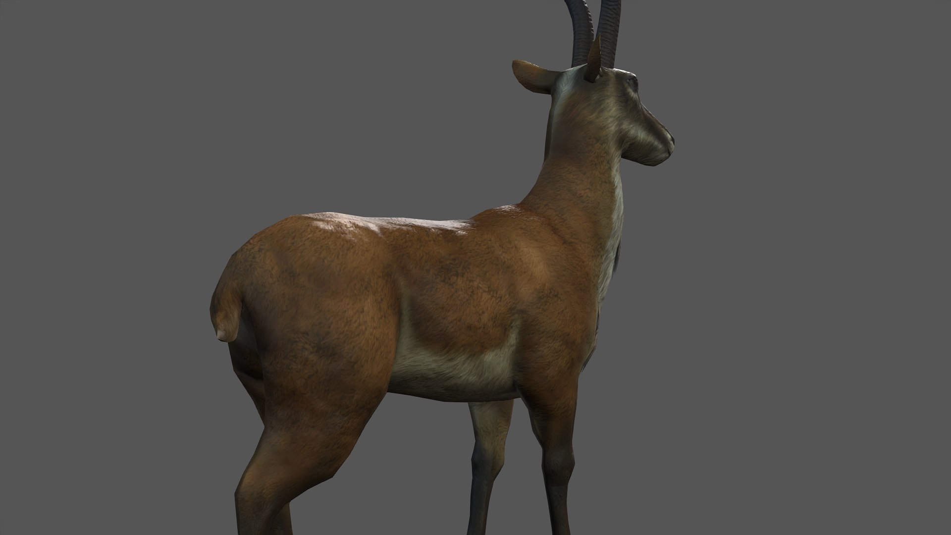 3D Antelope-01 Model - TurboSquid 1938400