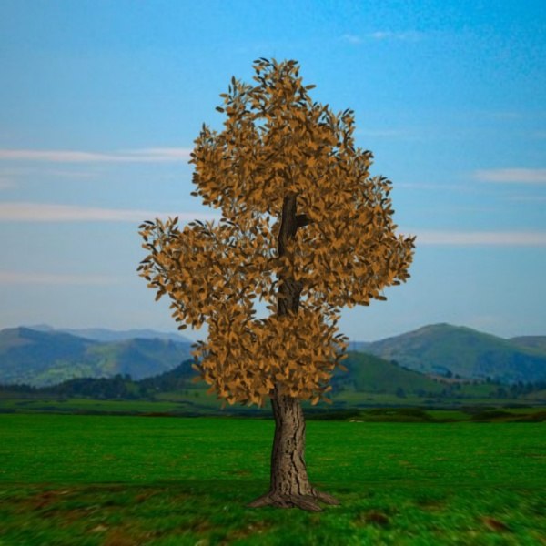 3d model elm tree pl