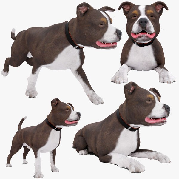 modelo 3d Perro Pitbull Aparejado Animado - TurboSquid 2117320
