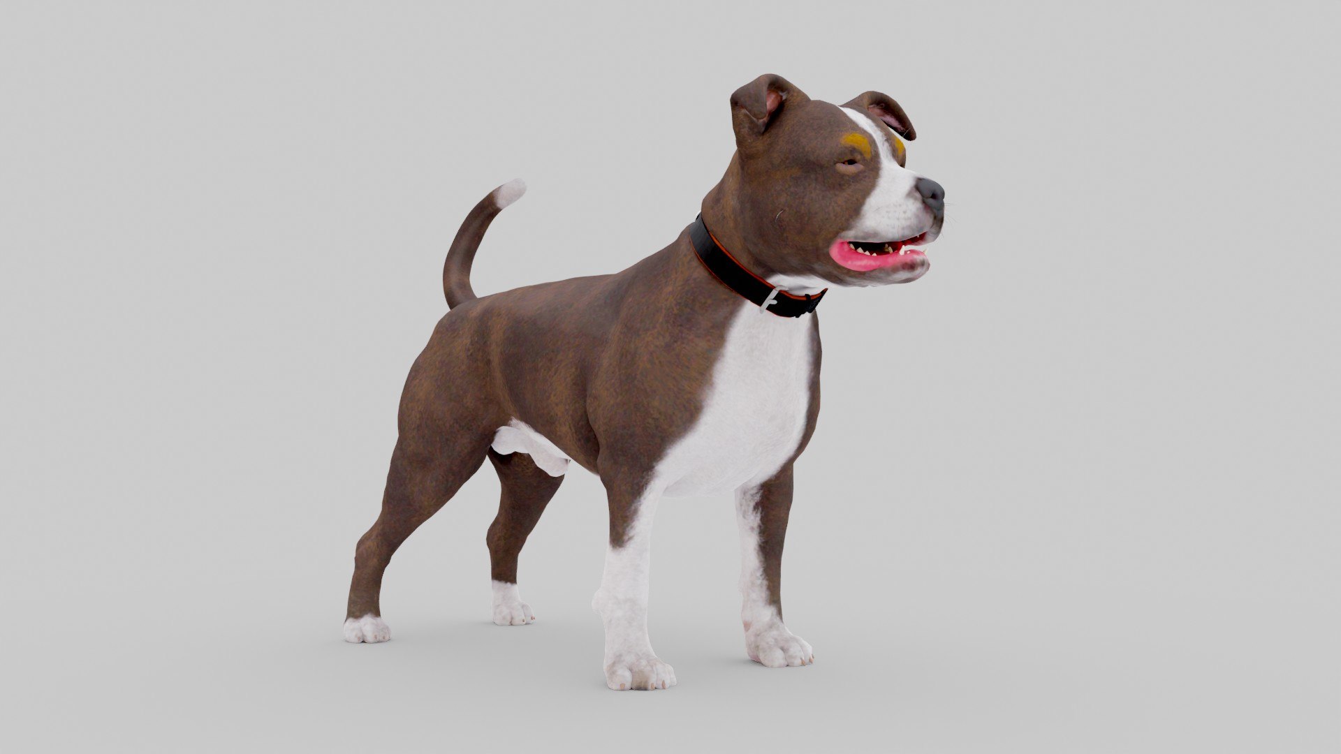 Pitbull Dog Rigged Animated 3D Model - TurboSquid 2117320