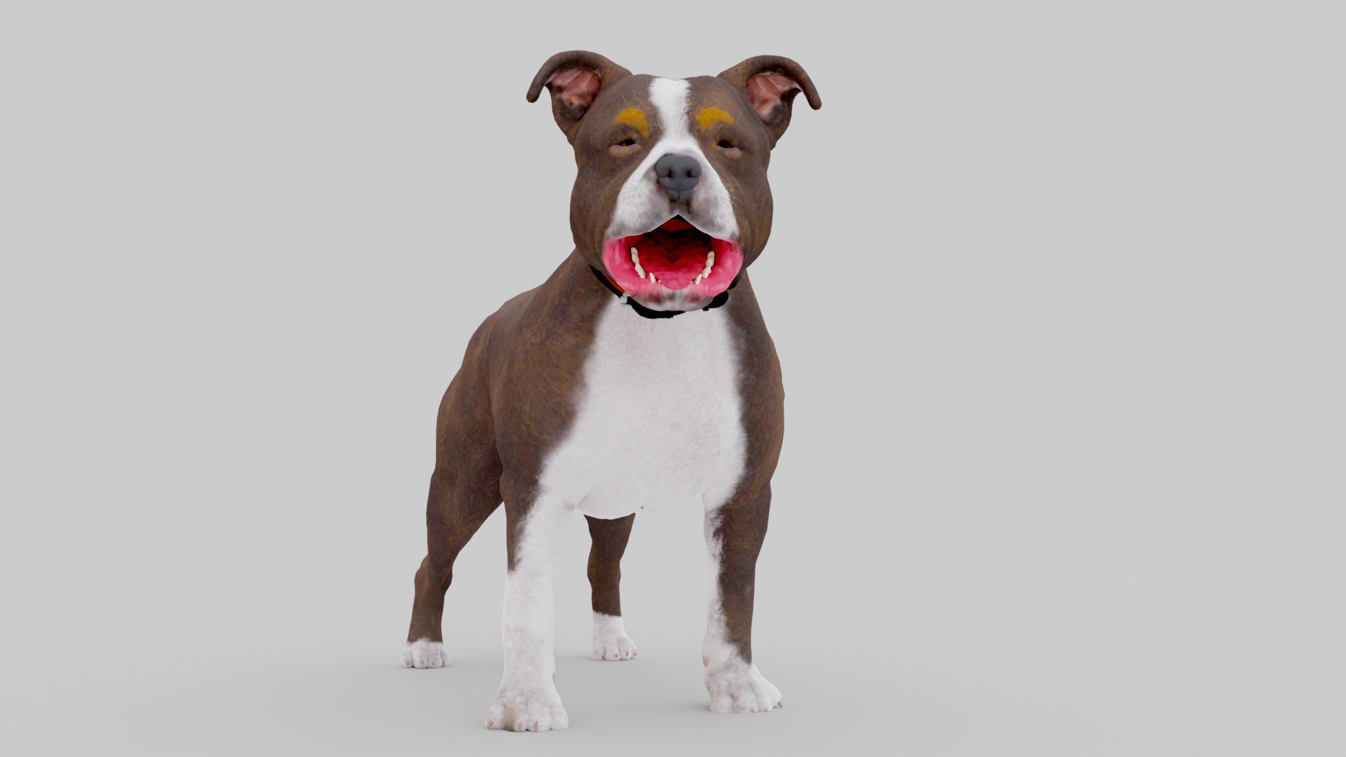 Pitbull Dog Rigged Animated 3D Model - TurboSquid 2117320