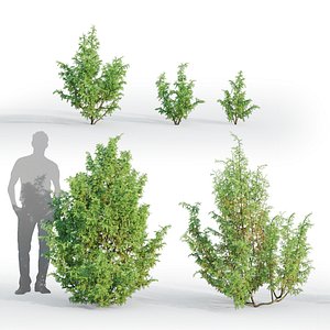 3D Juniper Models | TurboSquid