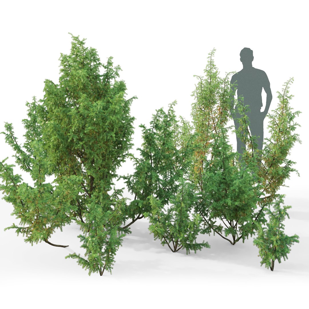 Juniper Juniperus 3D Model - TurboSquid 1673389