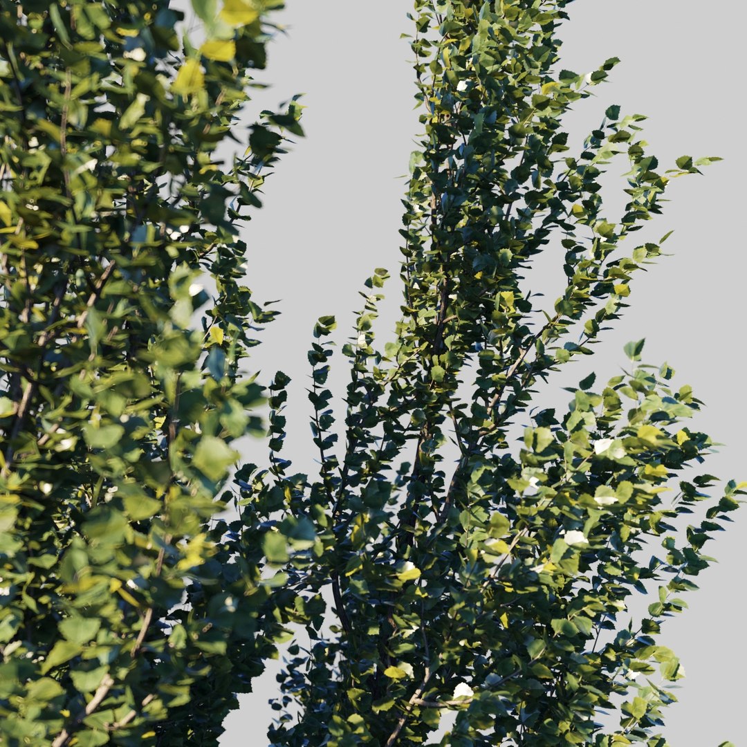 3D Populus Tree Model - TurboSquid 1462004