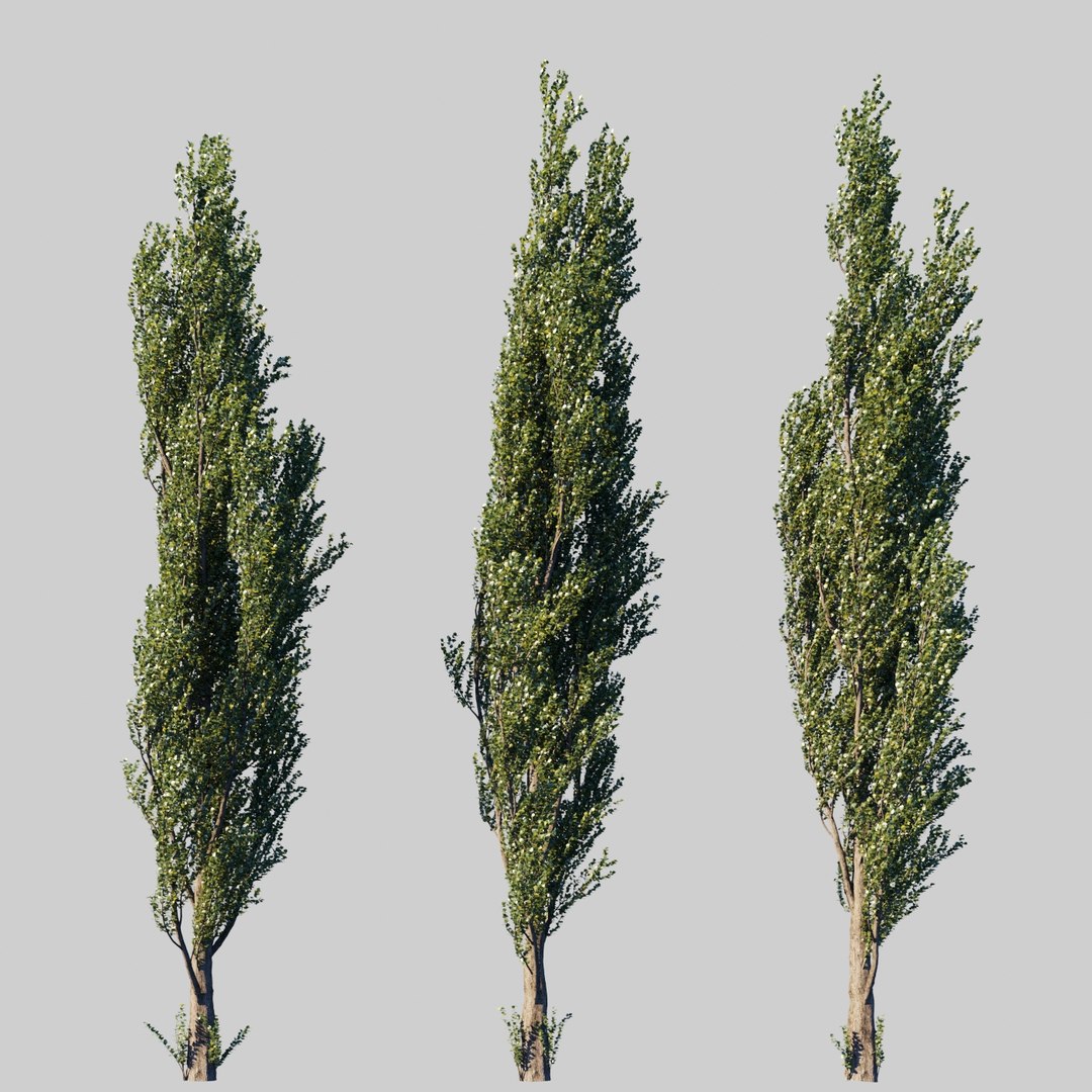 3D Populus Tree Model - TurboSquid 1462004
