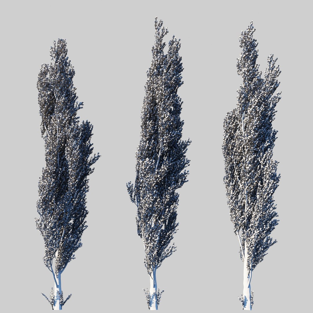 3D Populus Tree Model - TurboSquid 1462004