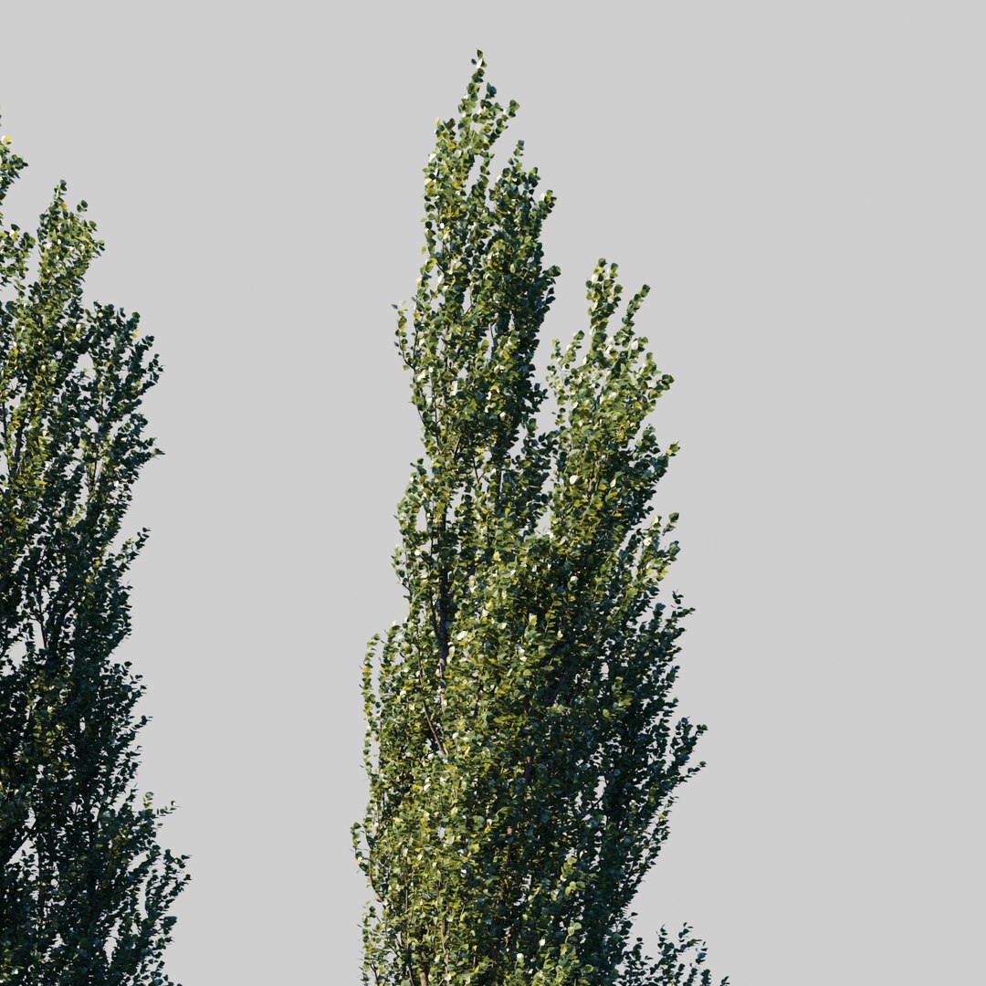 3D Populus Tree Model - TurboSquid 1462004