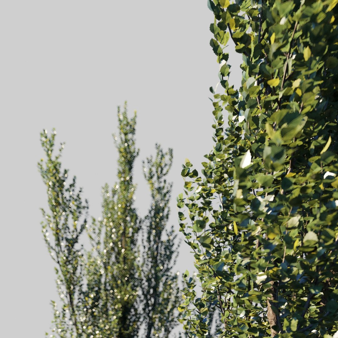 3D Populus Tree Model - TurboSquid 1462004