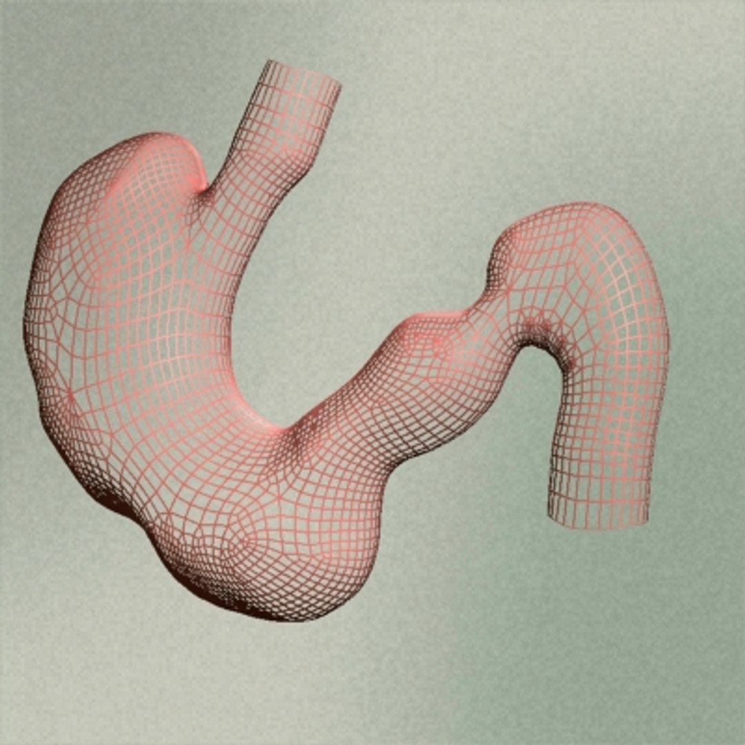 3d Model Human Stomach