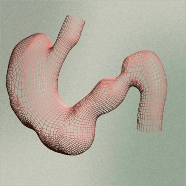 3d model human stomach