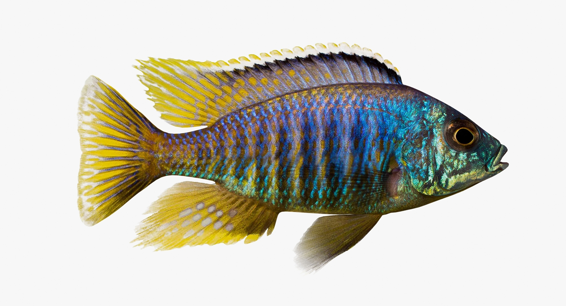 Placidochromis Cichlid 3d 3ds