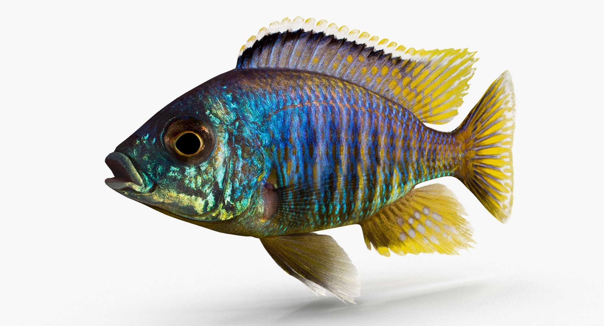 Placidochromis Cichlid 3d 3ds