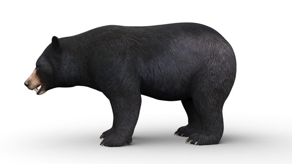 Black bear model - TurboSquid 1634227
