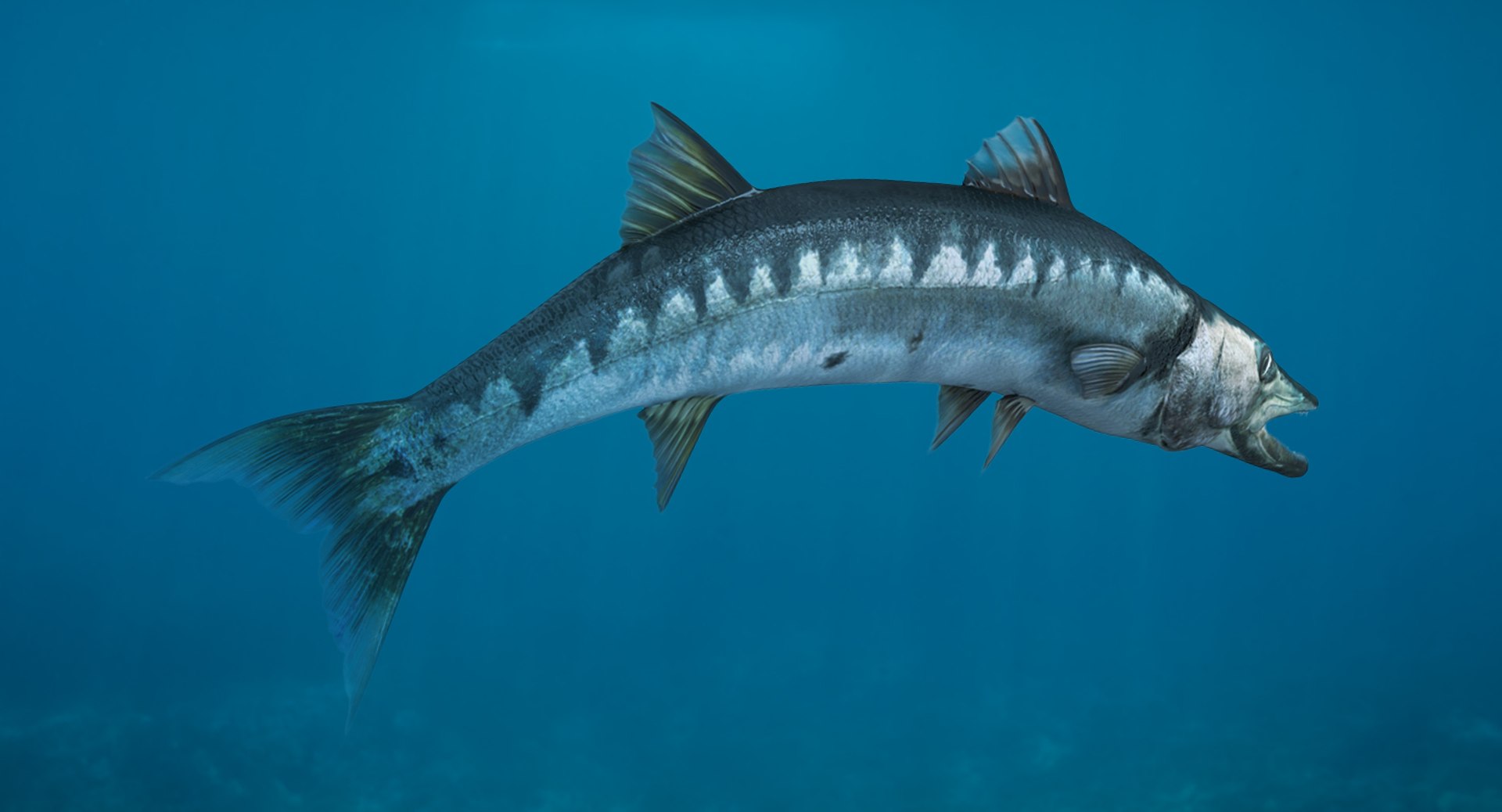 3d model barracuda fish rigged