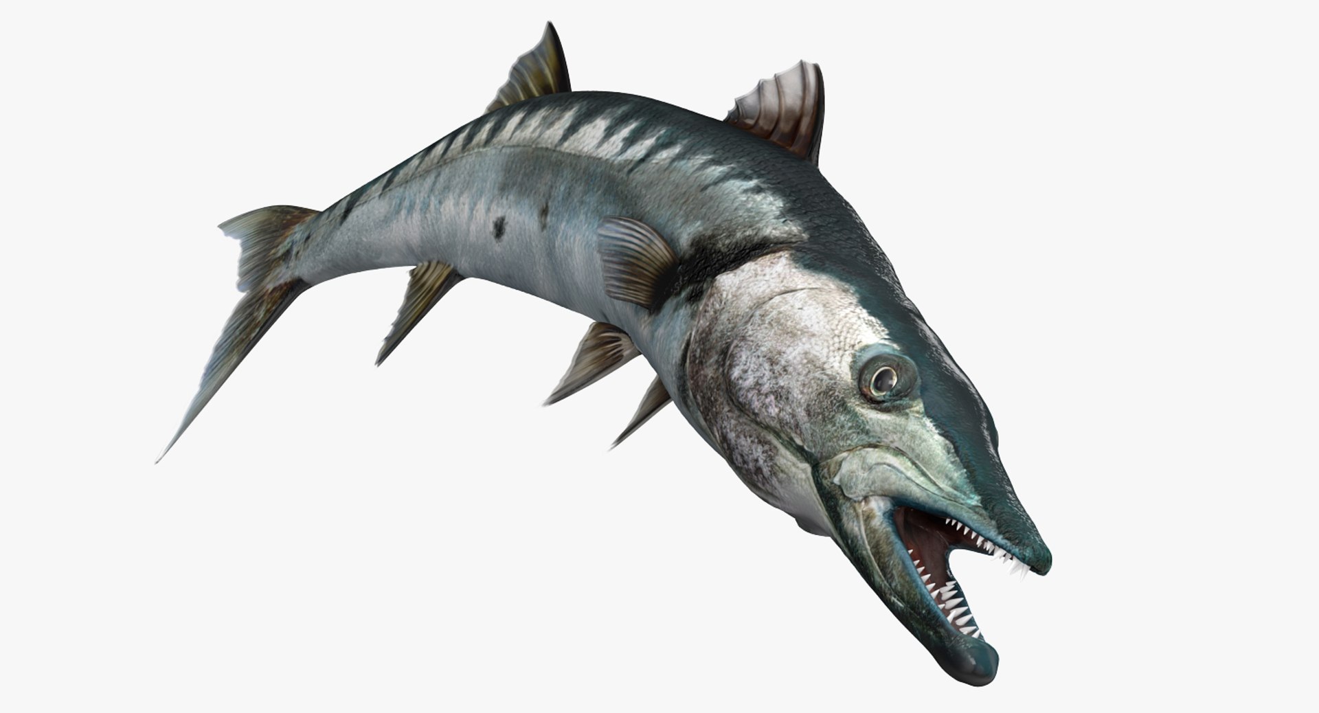 3d model barracuda fish rigged