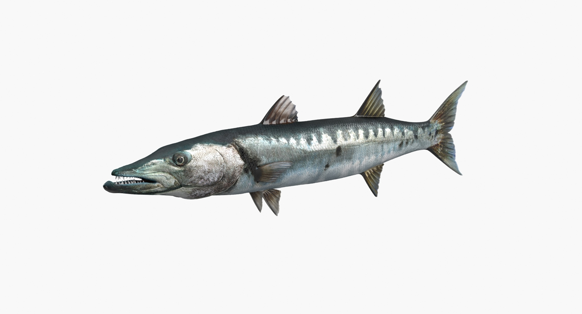 3d model barracuda fish rigged
