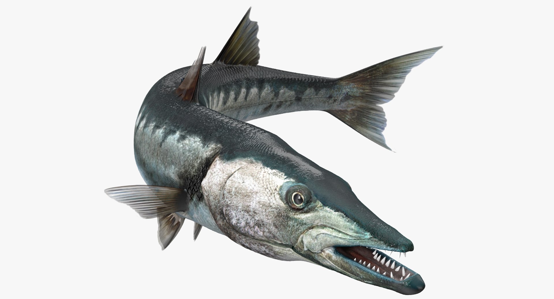 3d model barracuda fish rigged