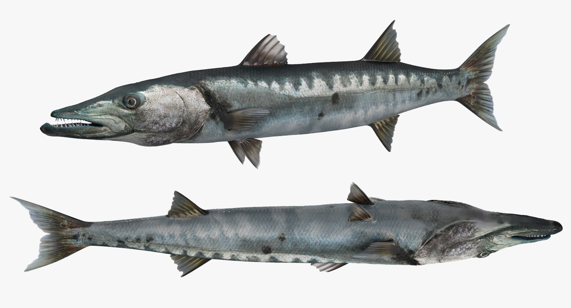 3d model barracuda fish rigged