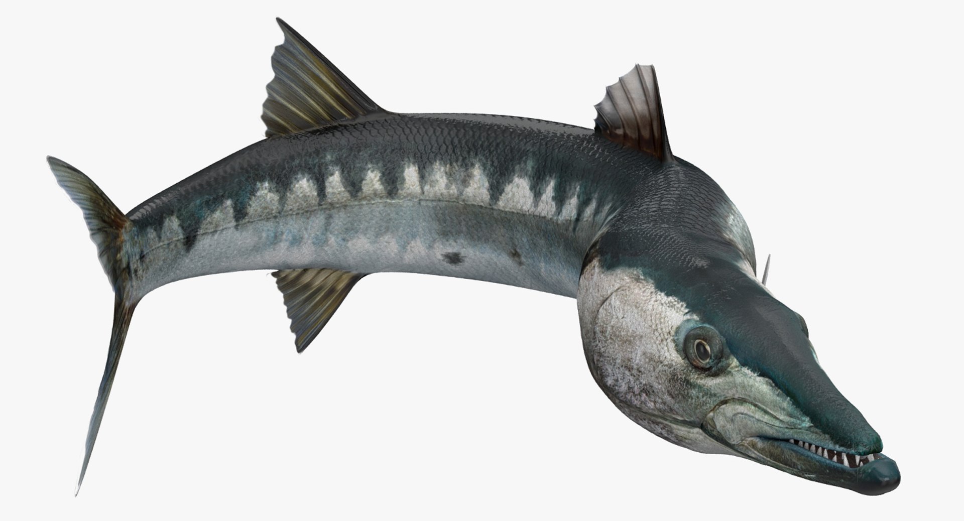 3d model barracuda fish rigged