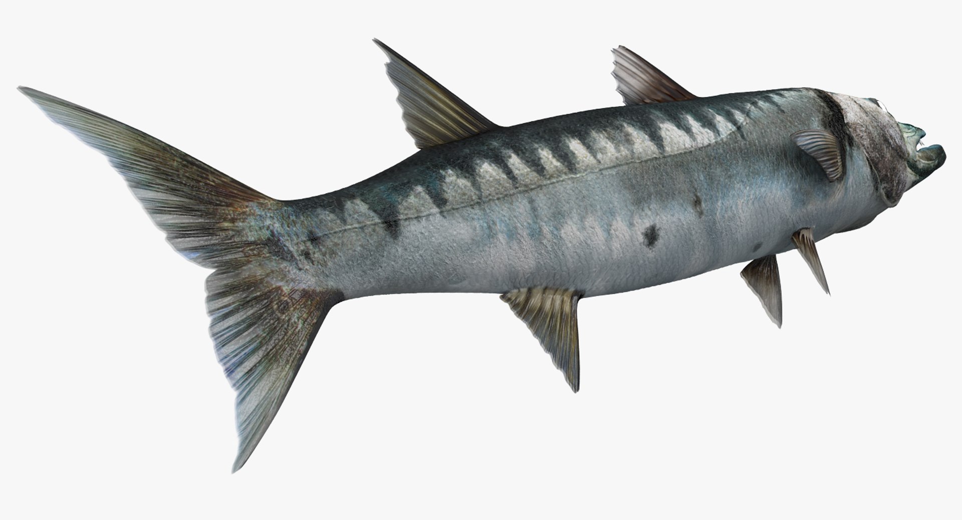 3d model barracuda fish rigged