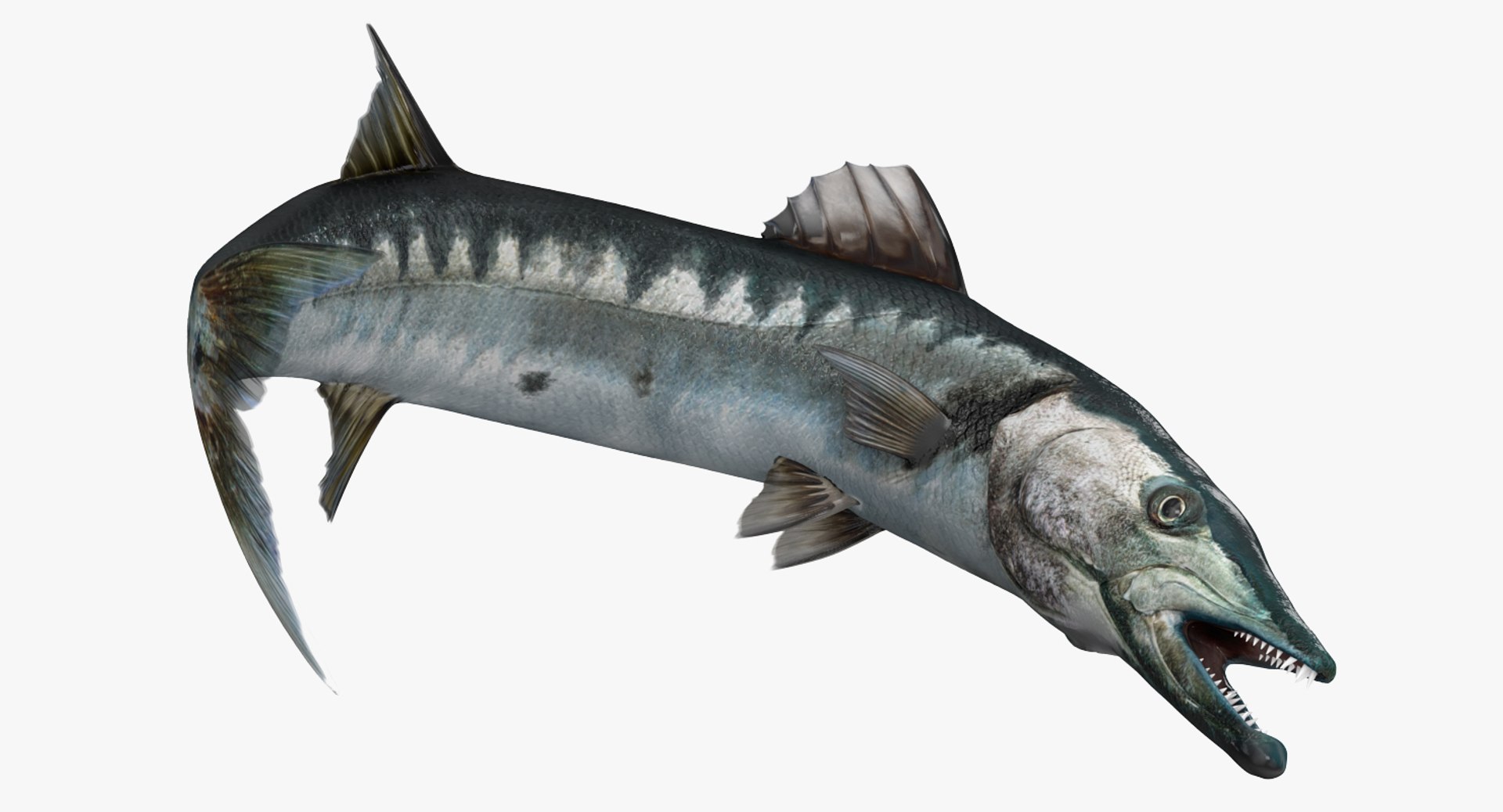 3d model barracuda fish rigged