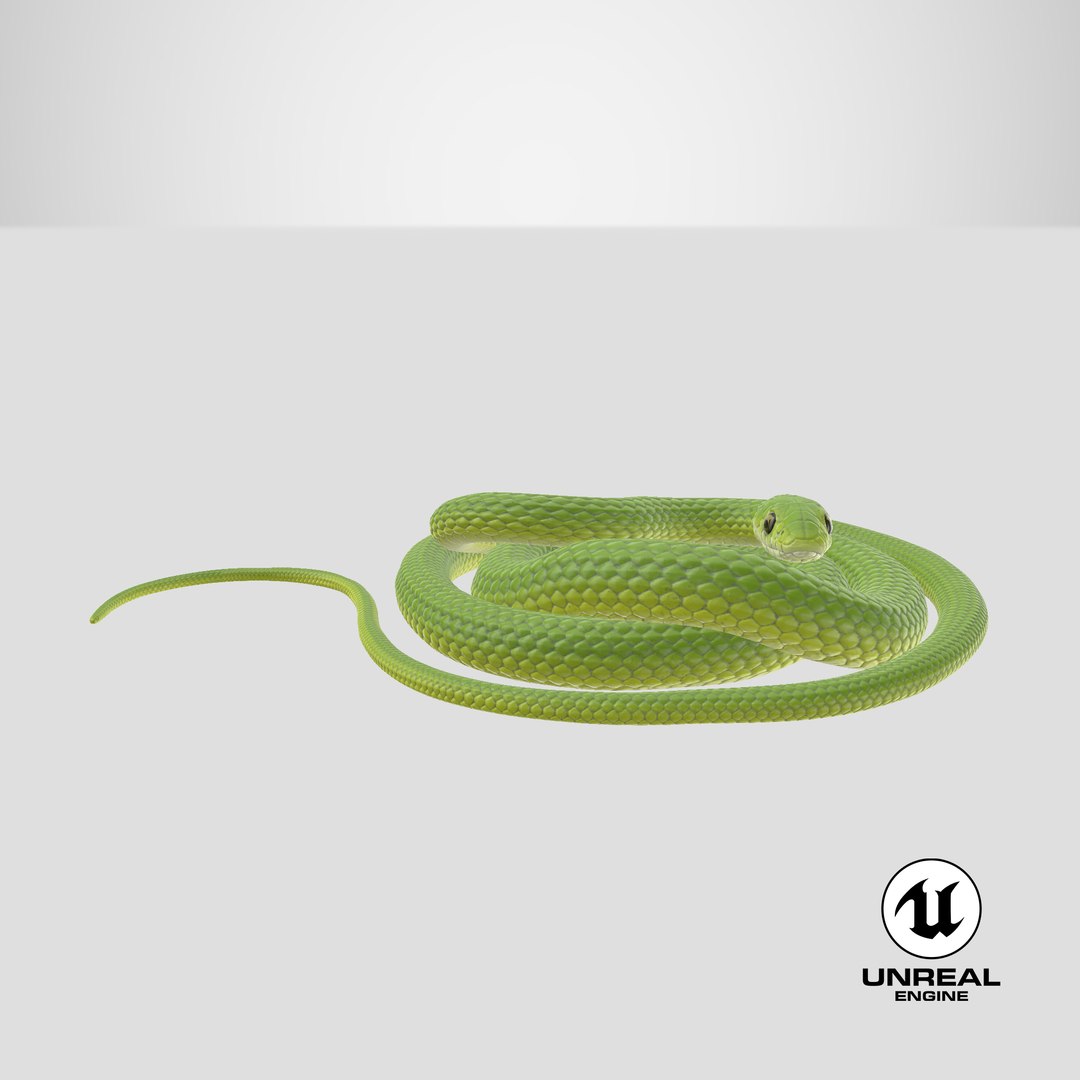 Green Snake 02 3d Model