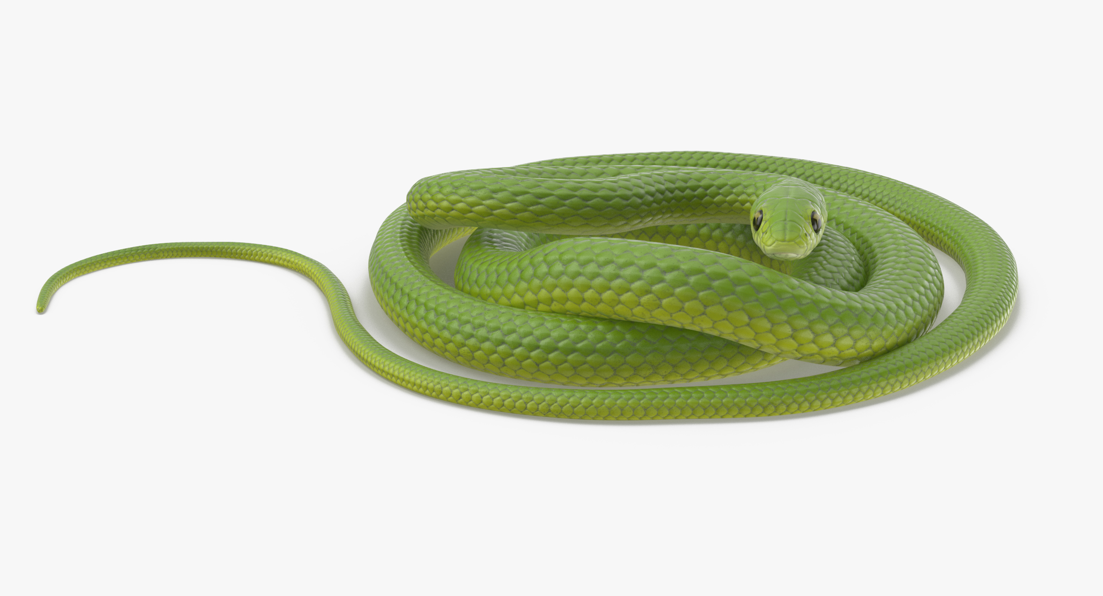 green snake 02 3d model