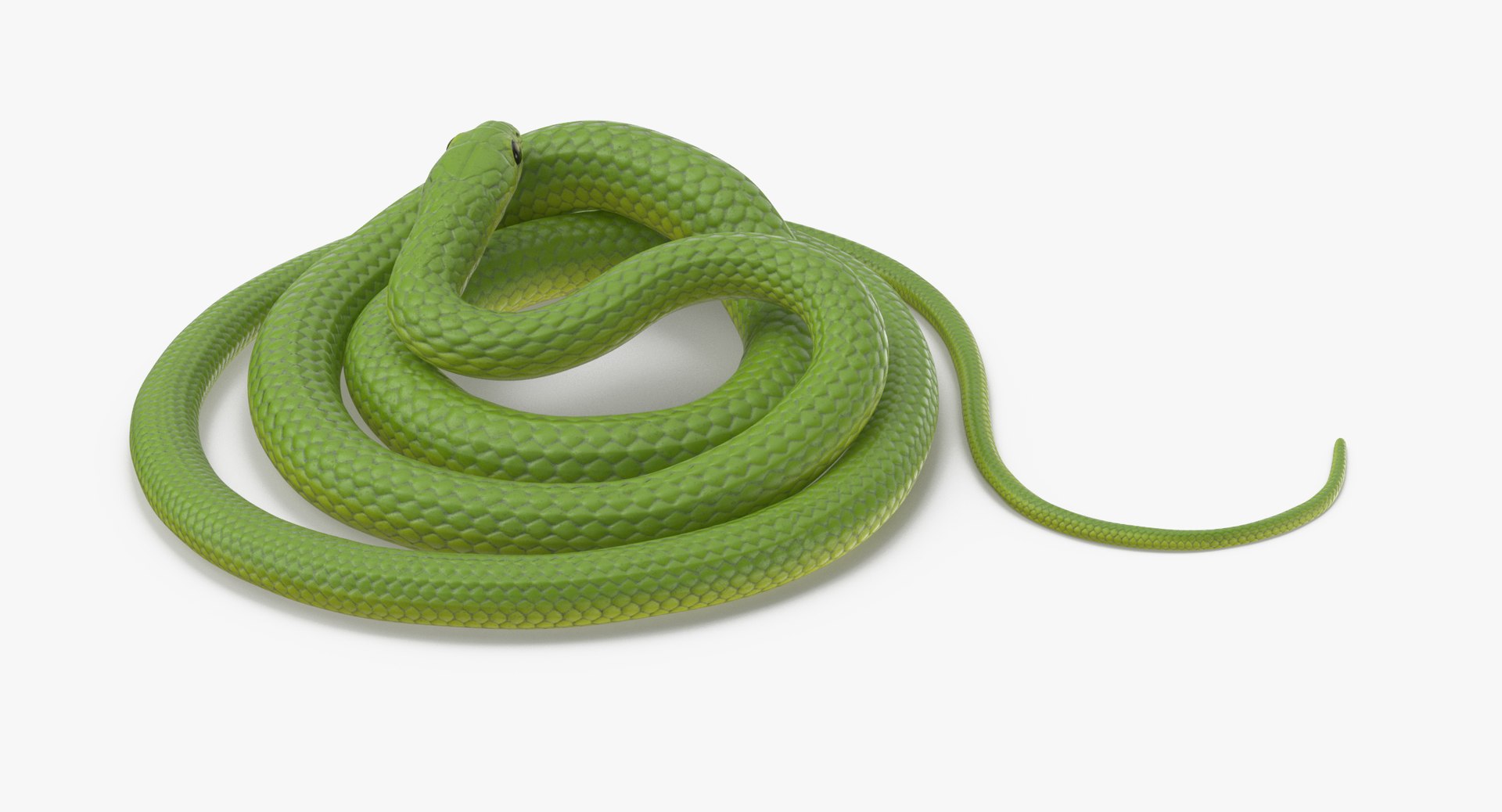 Green Snake 02 3d Model