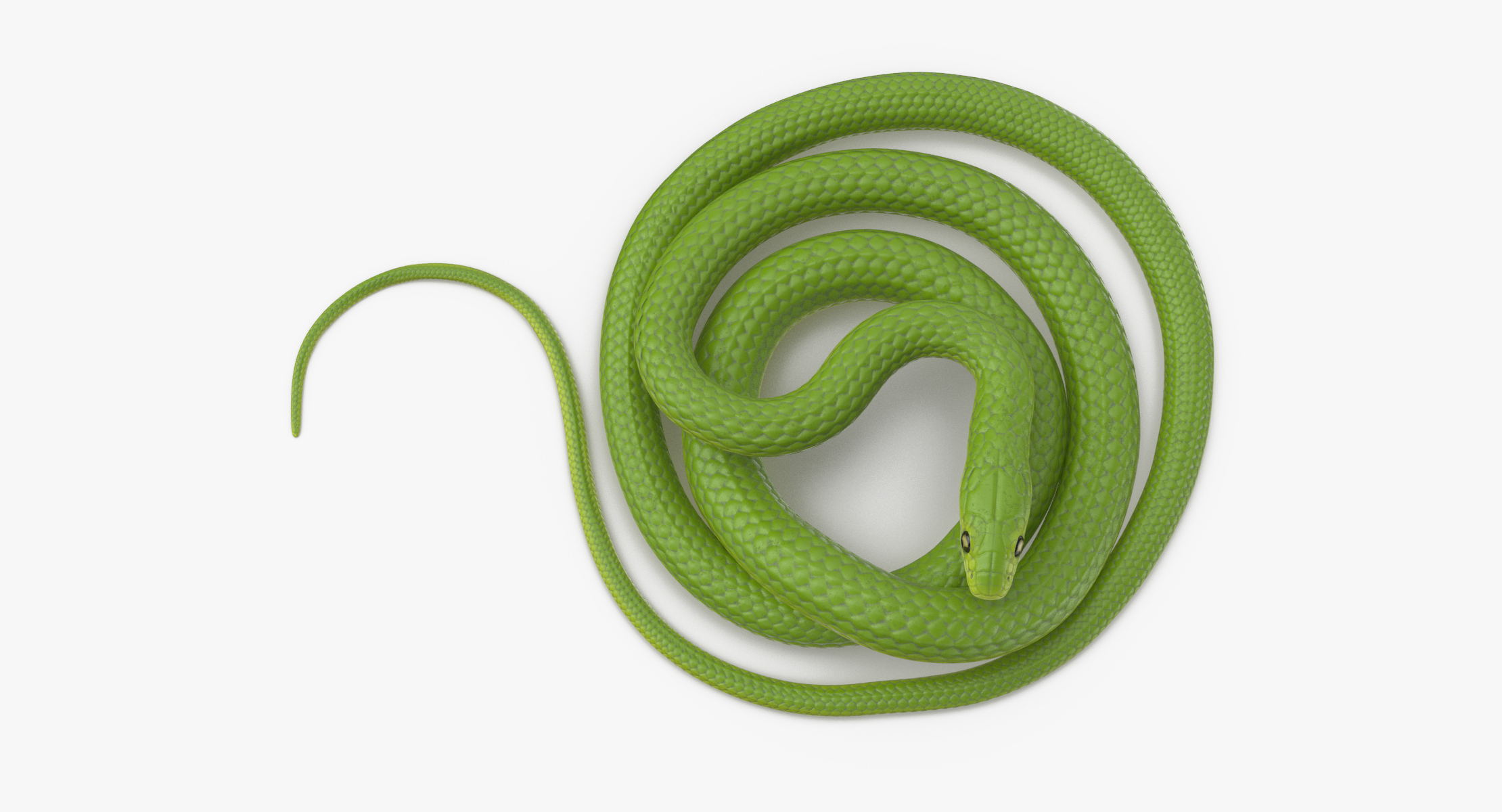 green snake 02 3d model