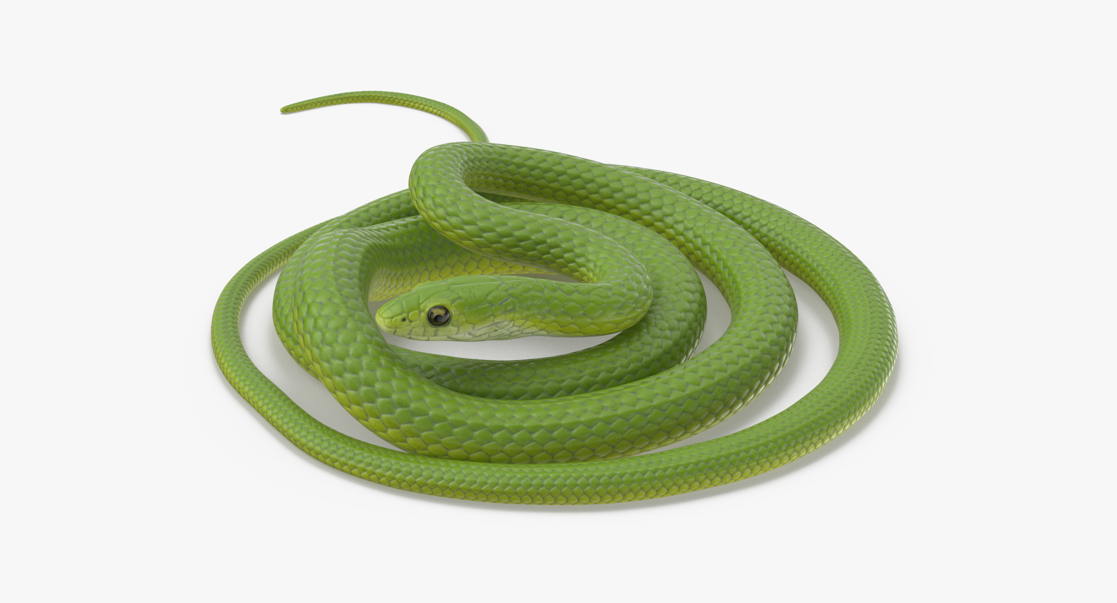 green snake 02 3d model