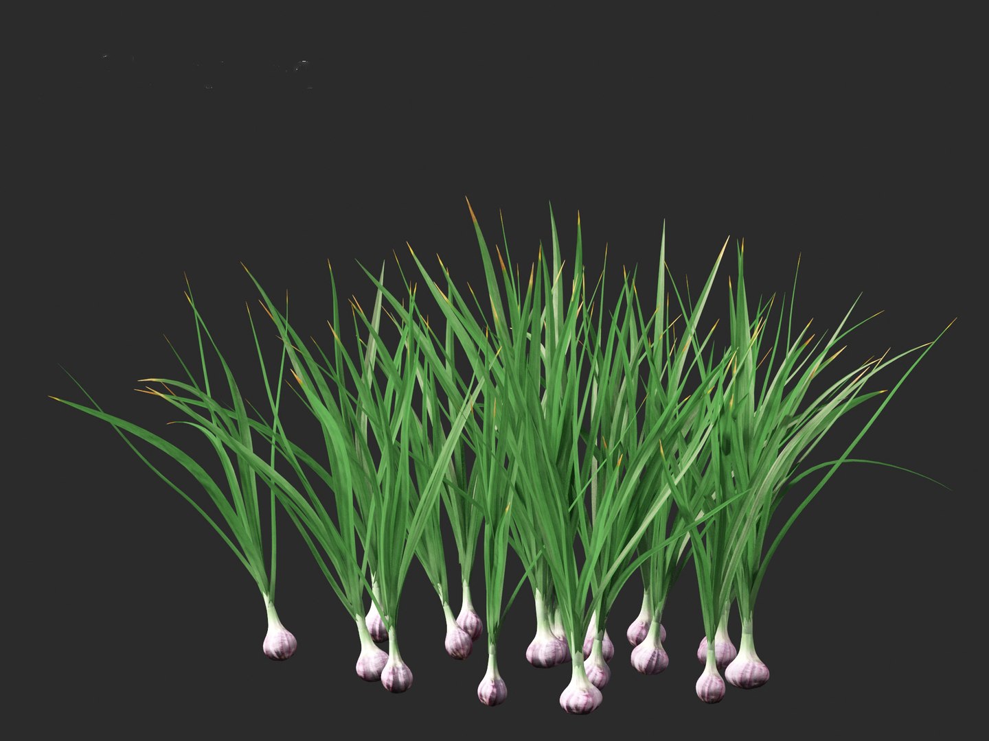 Garlic - Allium Sativum 3D - TurboSquid 2141136