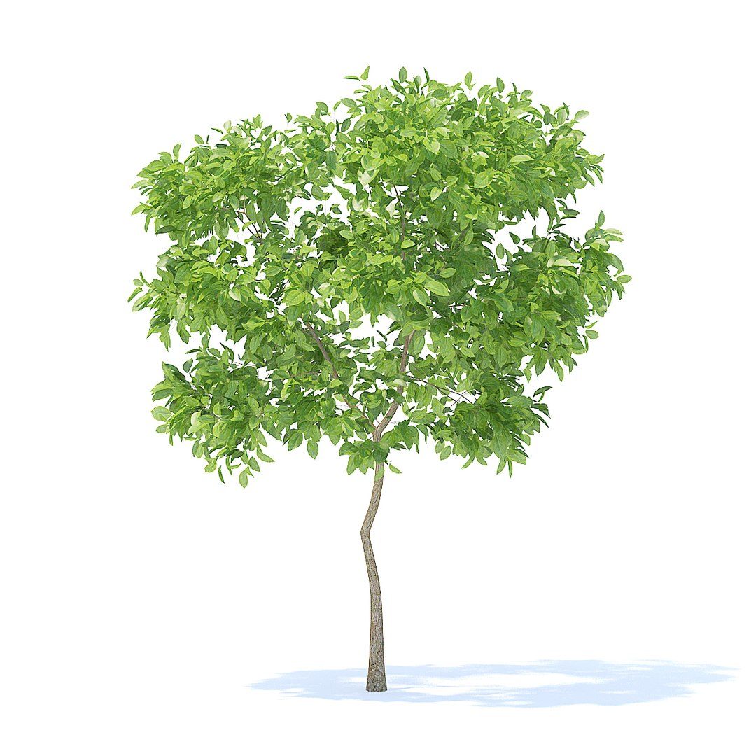 Pear Tree 2 4m 3D Model - TurboSquid 1252215