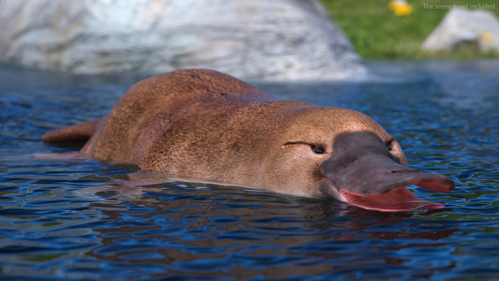 Ornithorhynchus Anatinus Model - TurboSquid 2155085